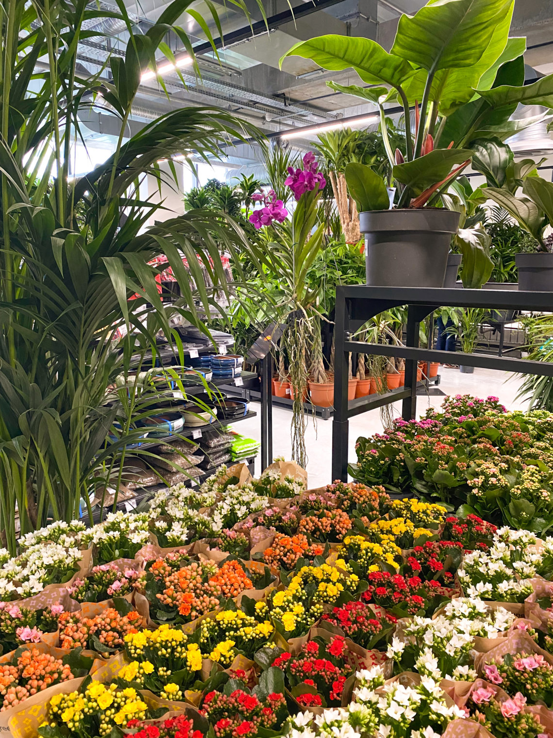 Truffaut et son nouveau magasin au cœur de Paris - Fresh Mag Paris